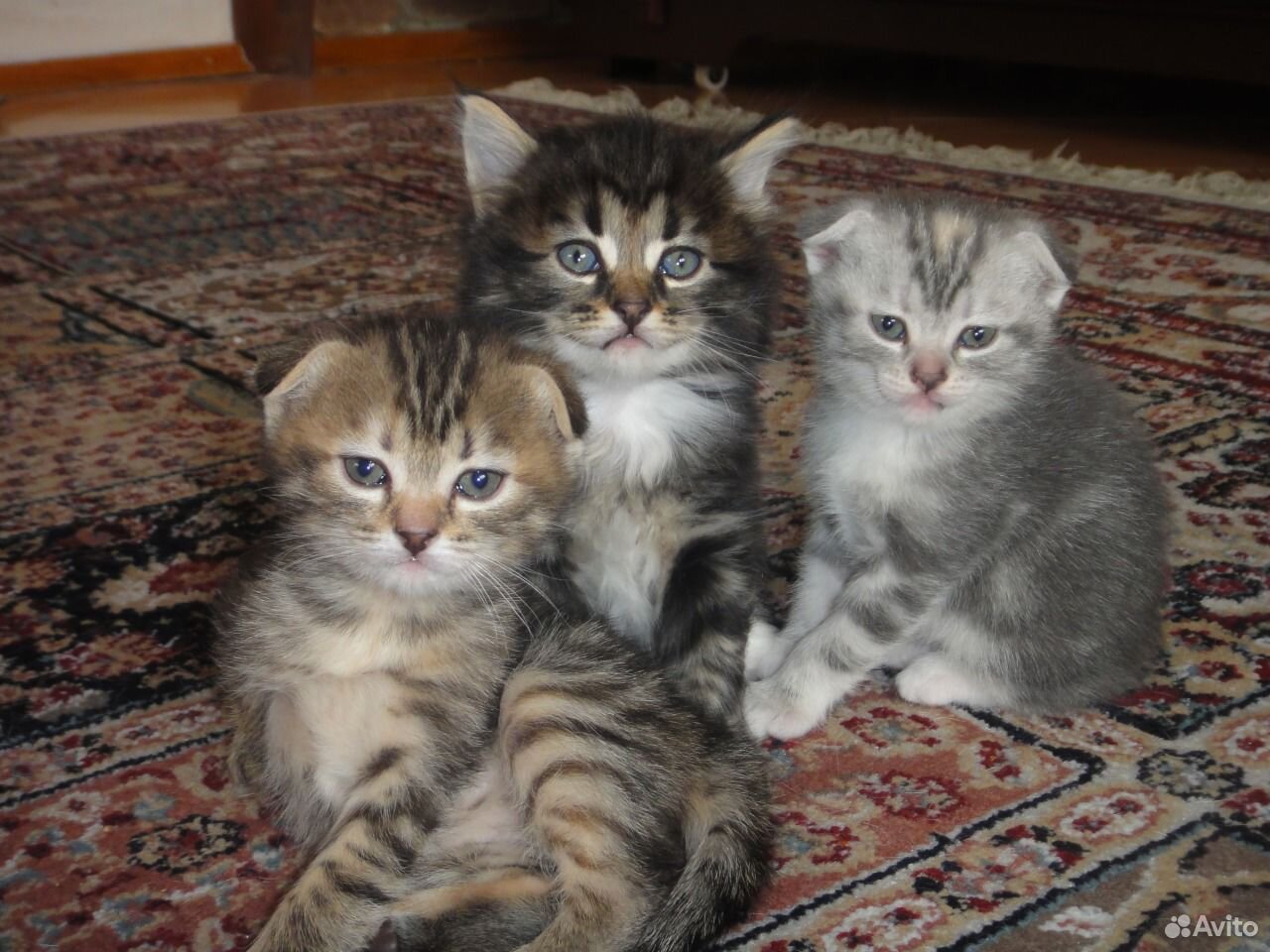 Продам котят шотландской вислоухой