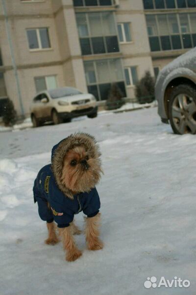 Мальчик ждет девочку на вязку