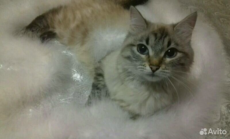 Тайская кошечка. Вязка