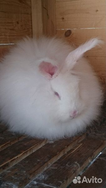 Пуховая ангора