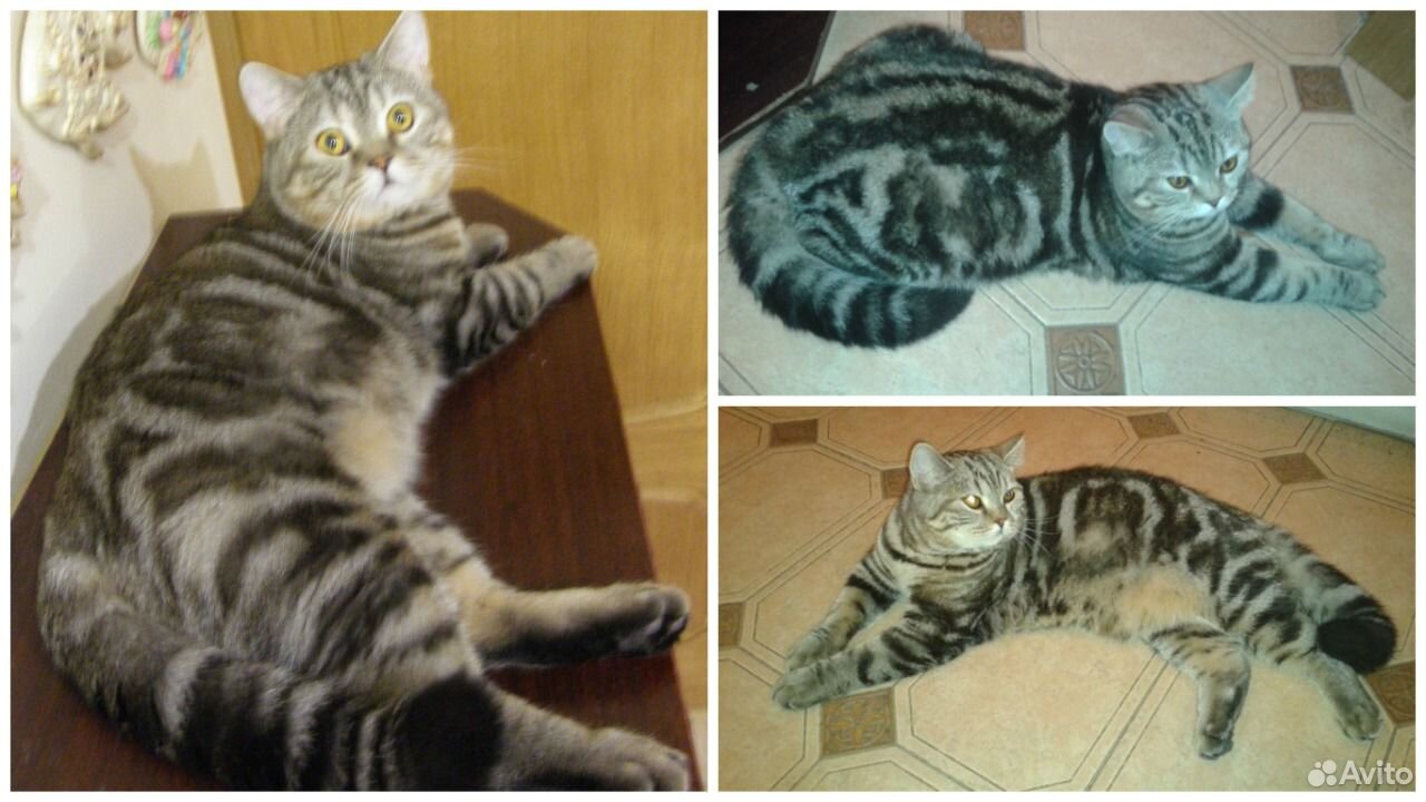 Вязка опыт, можно на котенка.Котята мраморята