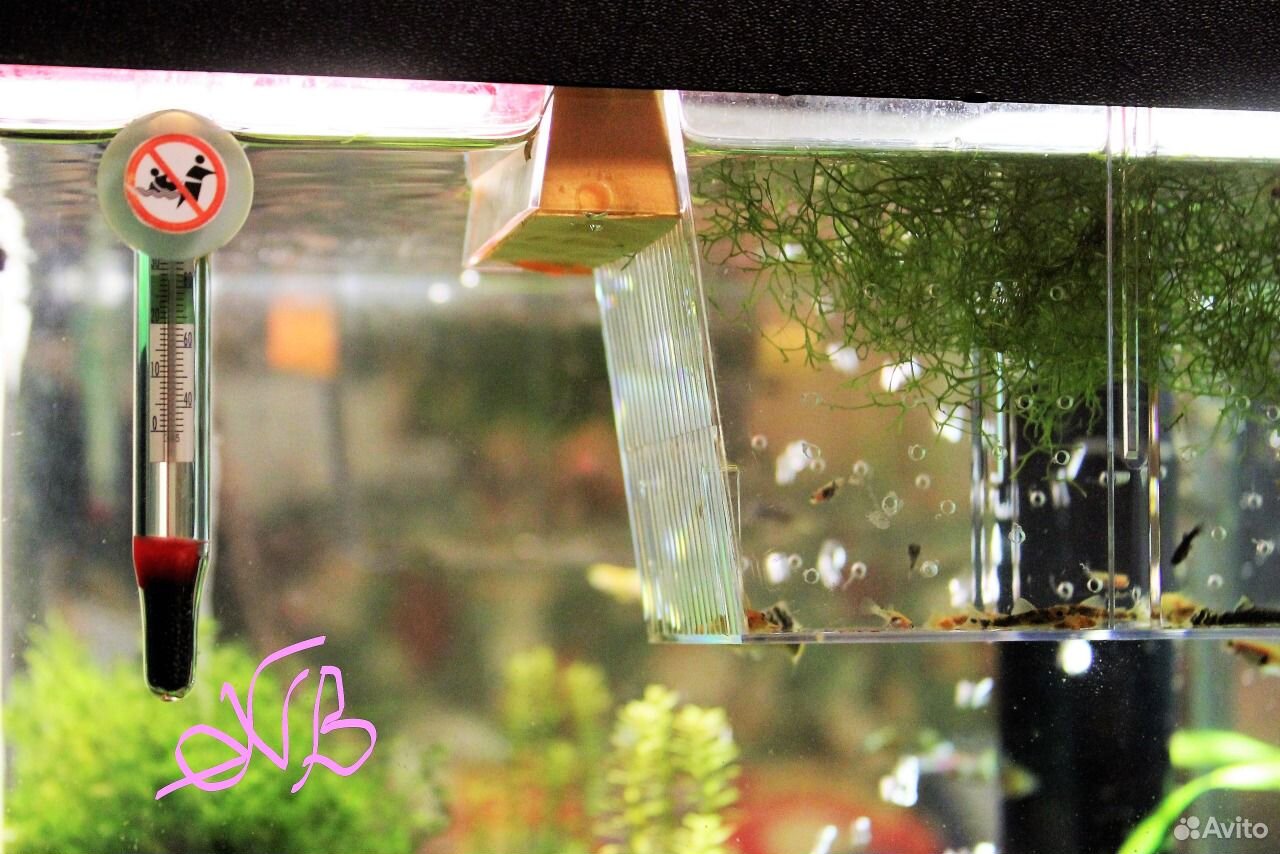 Кристмасс и грот \Обмен\