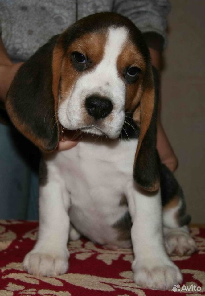 Бигль. Весёлая девочка Герда