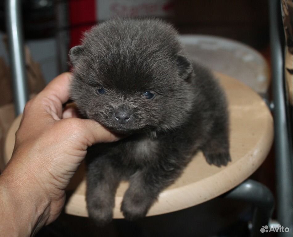 Шпиц померанский голубой -редкий окрас