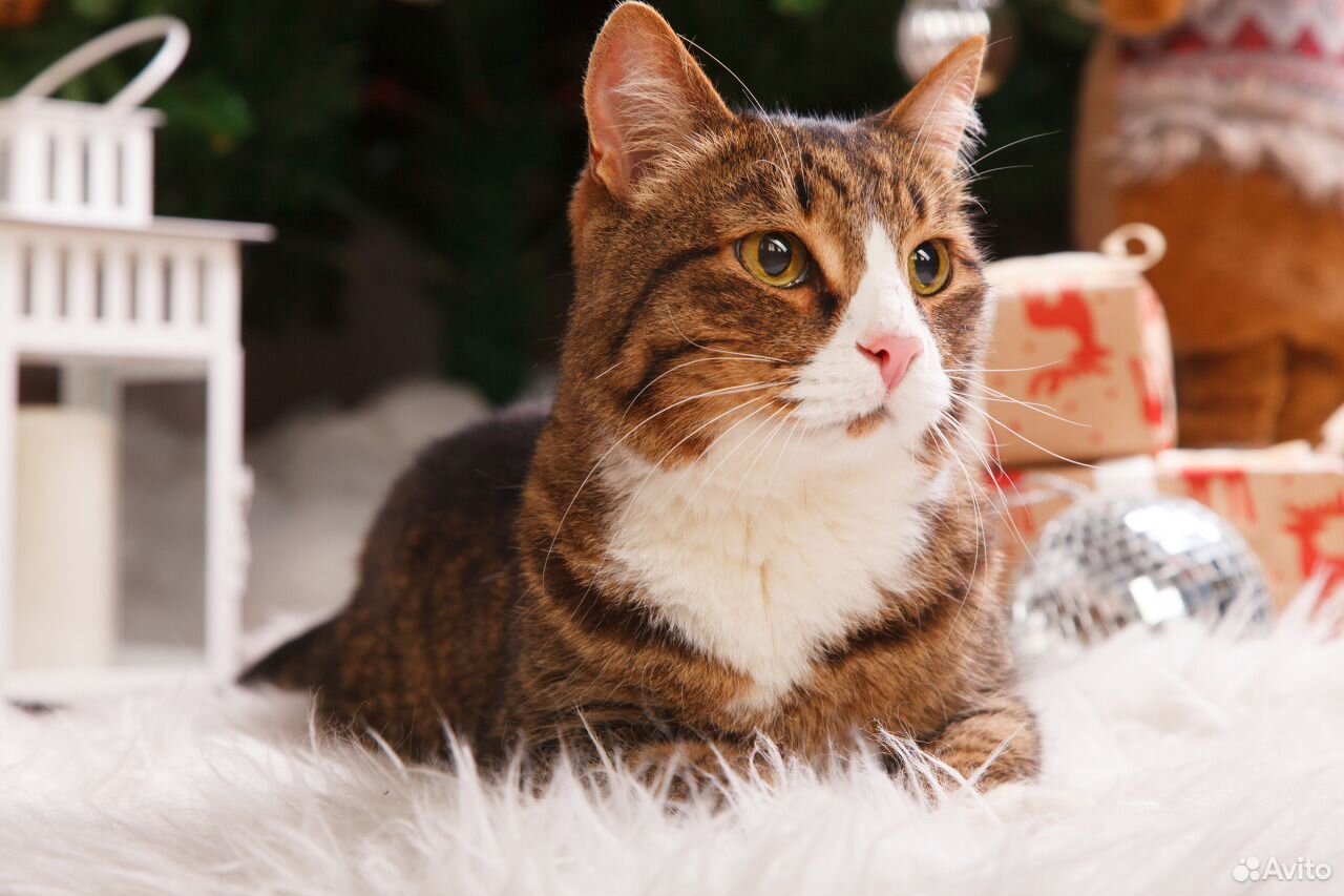 Серьёзный котэ Жорж
