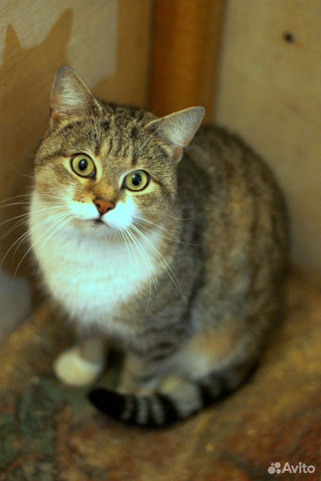 Кошечка с пухлыми щечками ищет дом