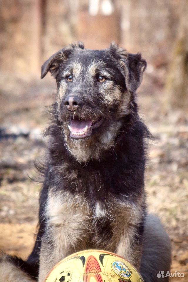 Щенок бородатик в добрые руки