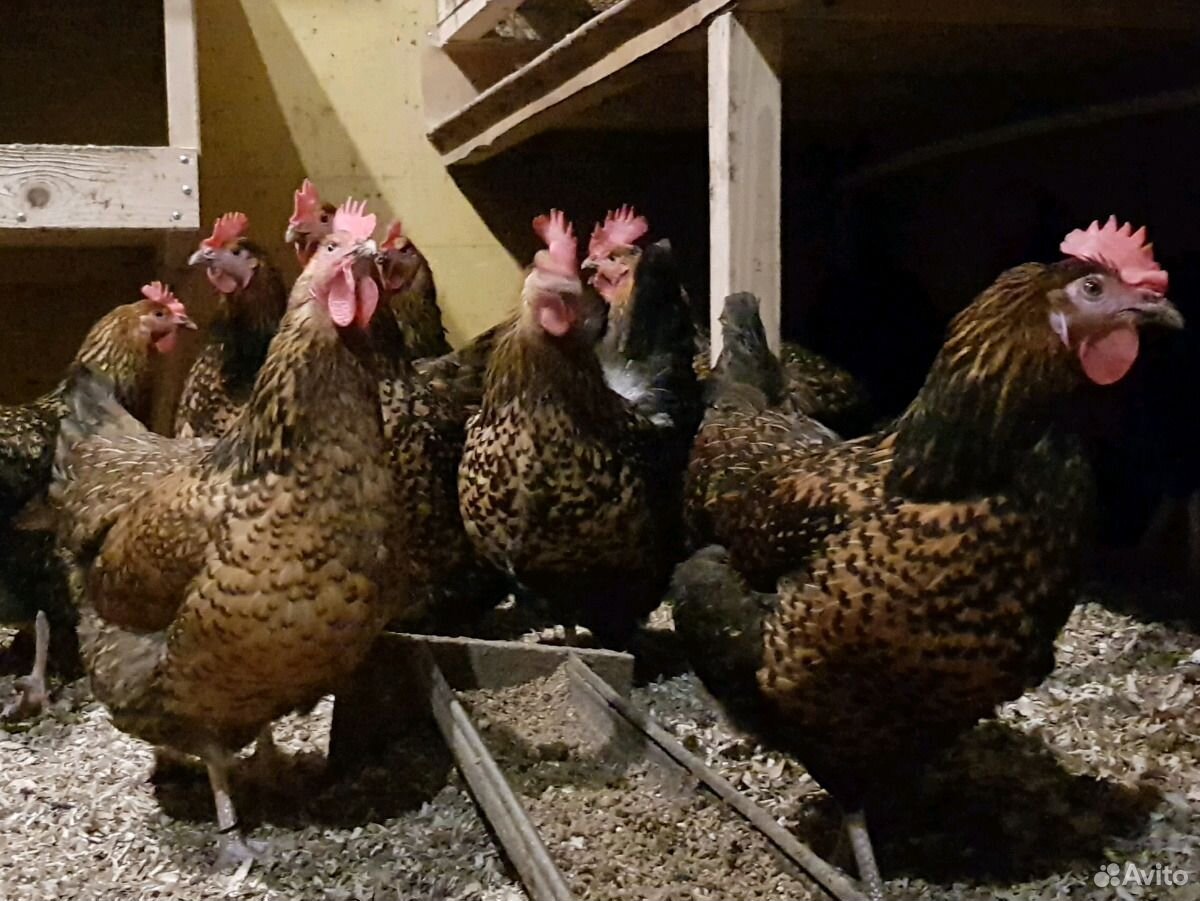 Кучинские юбилейные семьёй (3+1)