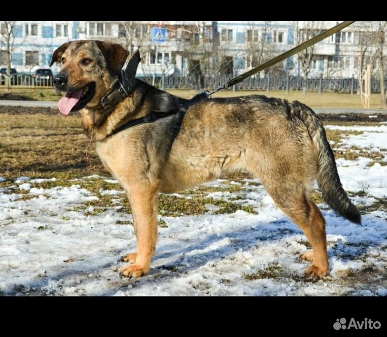 Красавица Пальма ищет дом