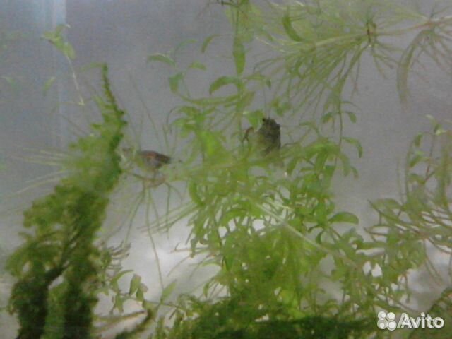 Мраморные рачки