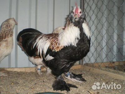 Петушки породы Ласхюнер (Фавероль Лососевая)
