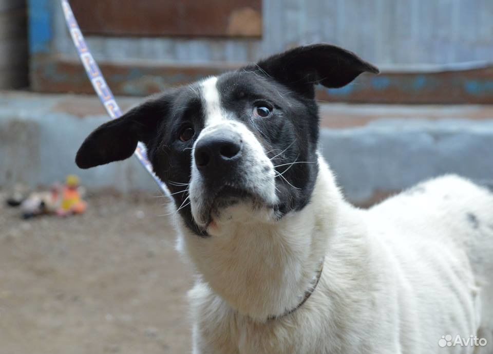 Отдам даром собаку Ричарда в добрые руки