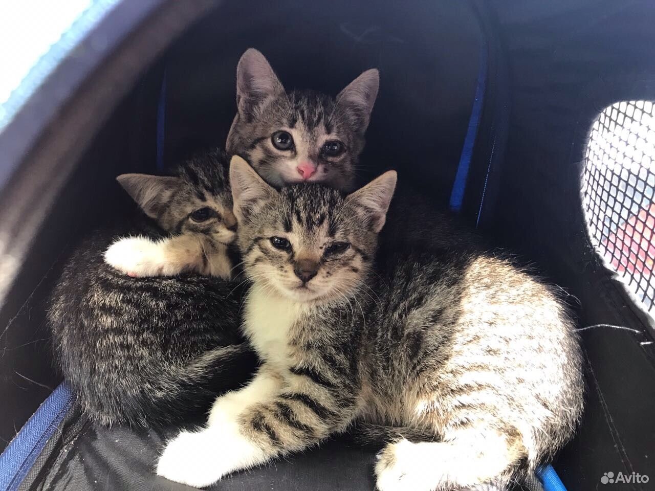 Каждому по котенку