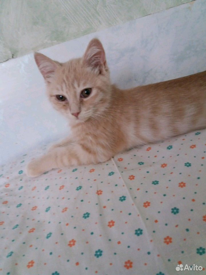 Красный котик 3.5 мес