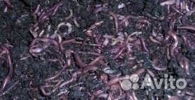 Червь Старатель для разведения, рыбалки и прикорма