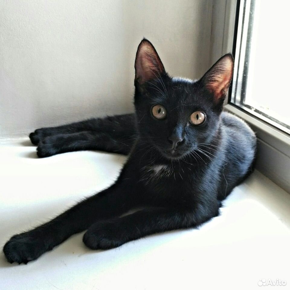 Черный котенок девочка
