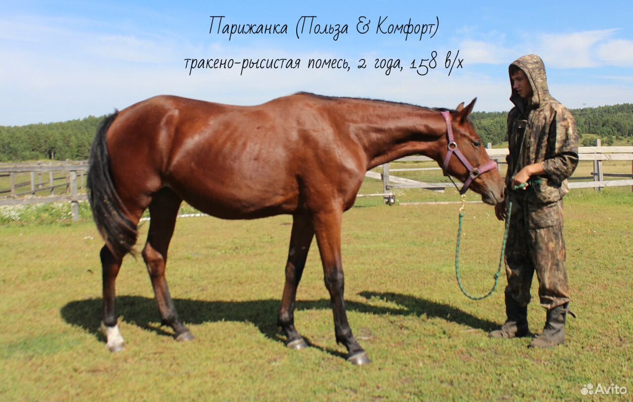 Тракененские полукровки, помеси, тракен, 7 голов