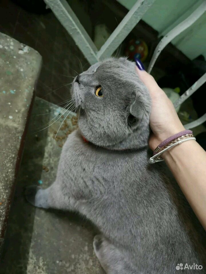 Британский вислоухий кот ищет хозяина