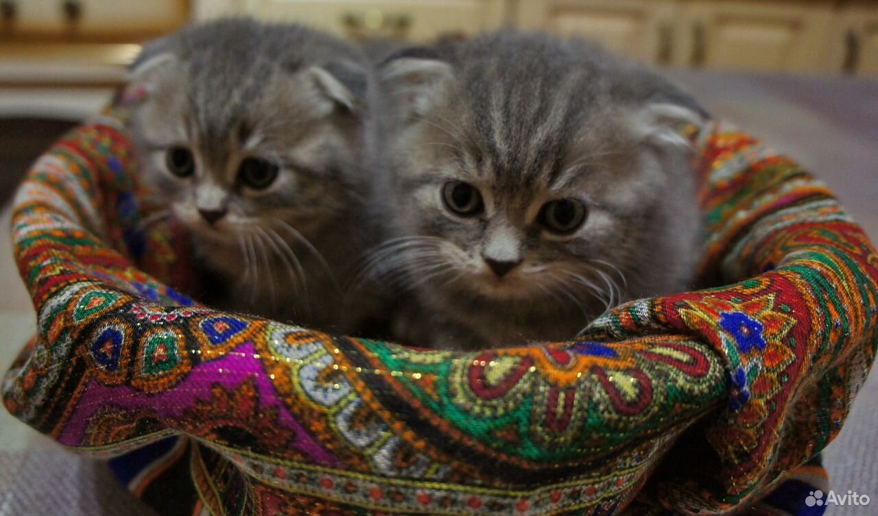 Британские котята