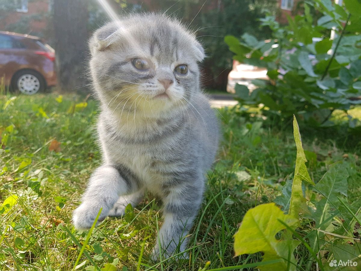 Шотландские котодетки