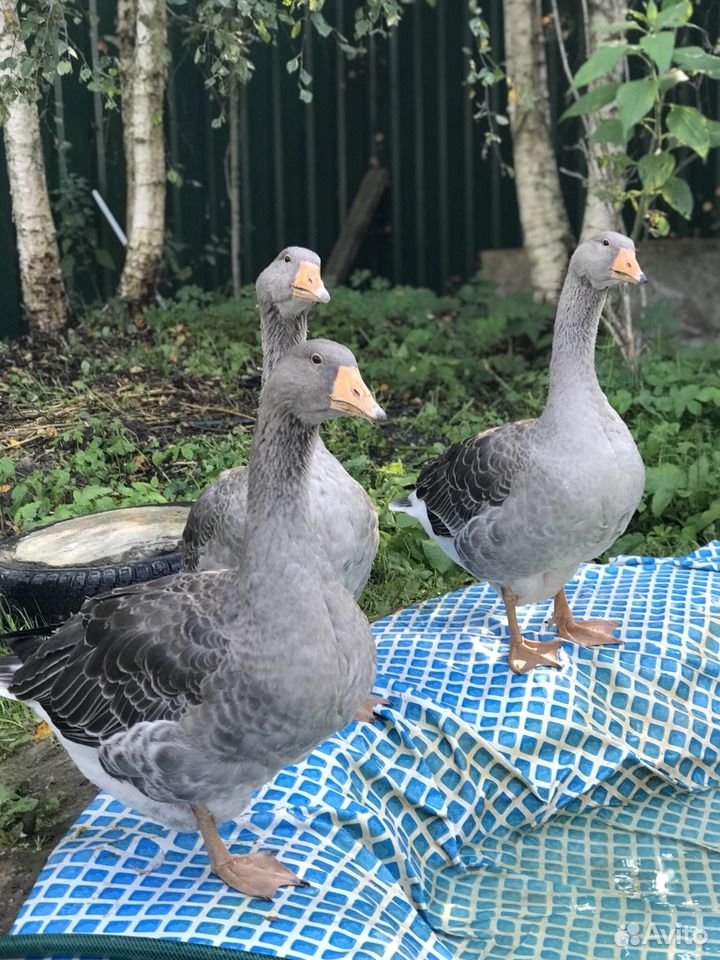 Гуси серые крупные