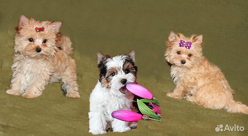 Щенки бивера и золотого йорка - голддаста