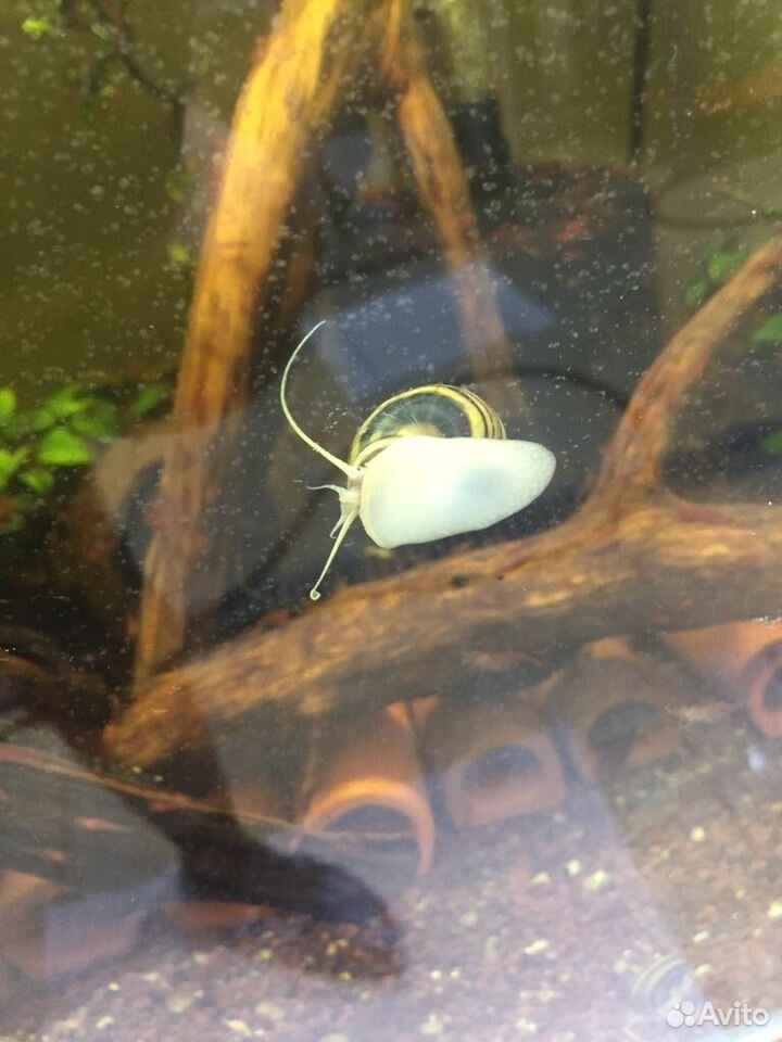 Улитки спикси