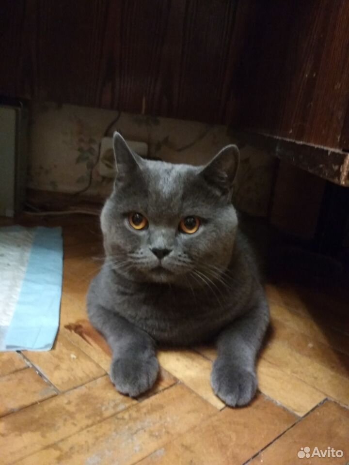 Найден кот