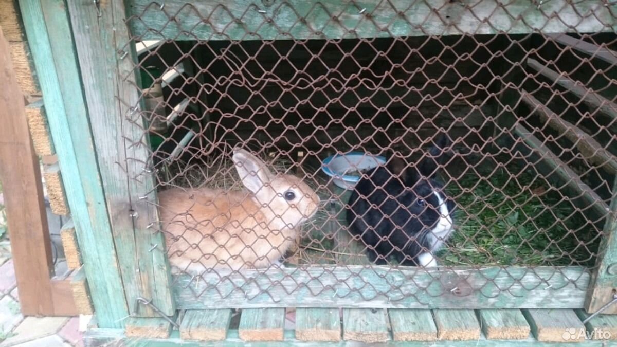 Кролик декоративный