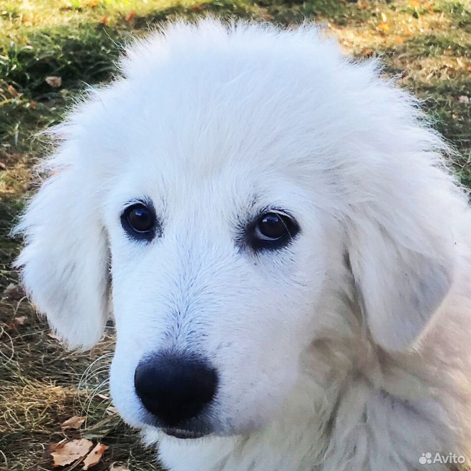 Маремма щенки