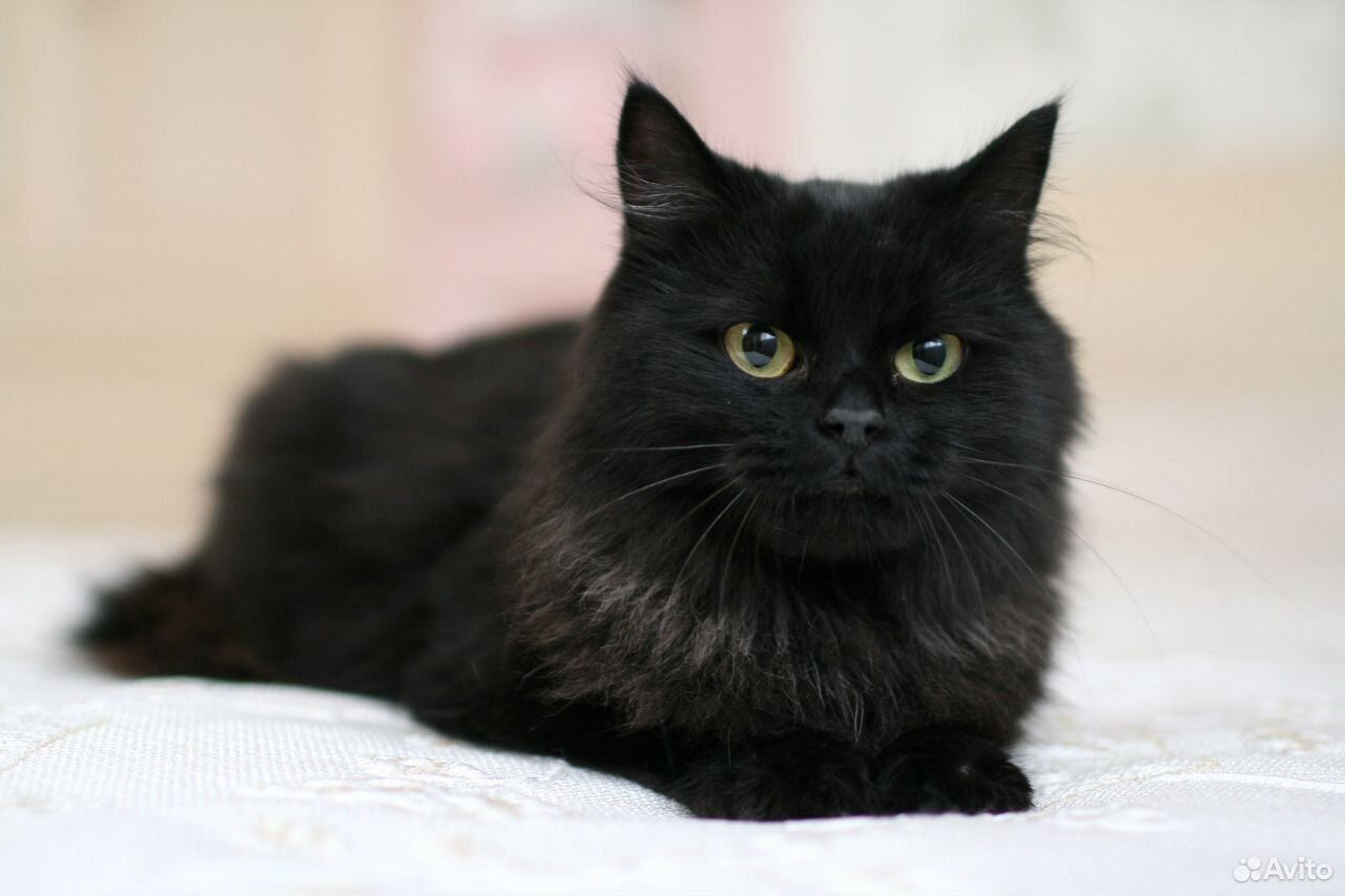 Кошка Плюша с уникальным окрасом в дар