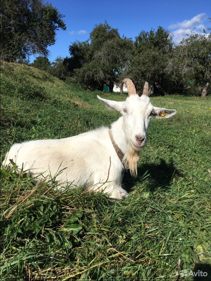 Отдам в дар молочных коз