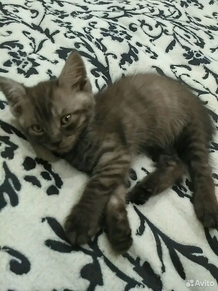 Милый котенок