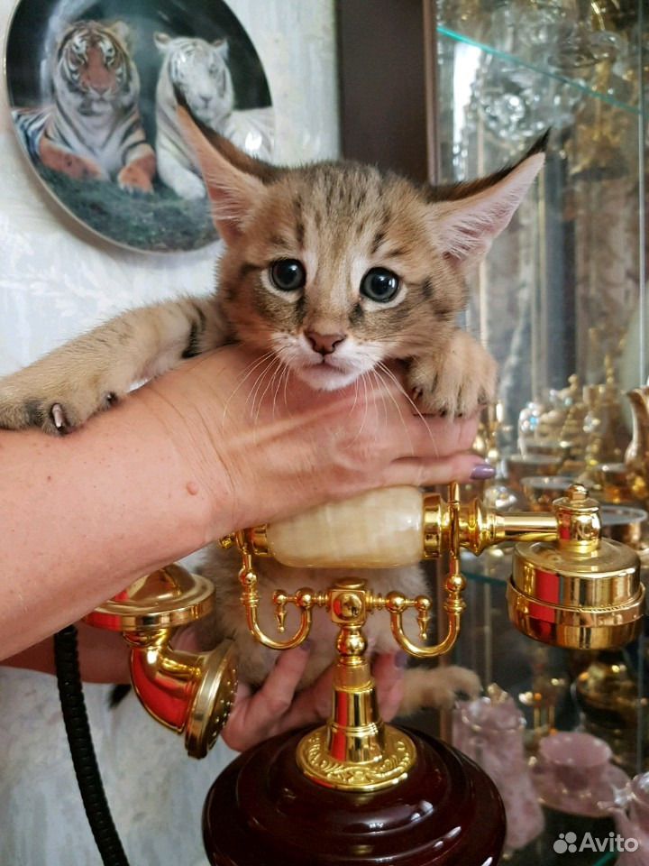 Кошкичаузи ф1 75 дикости