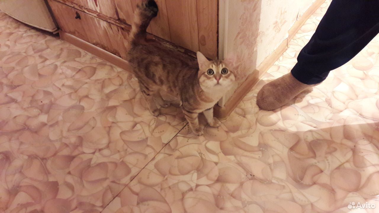 Случка Кота