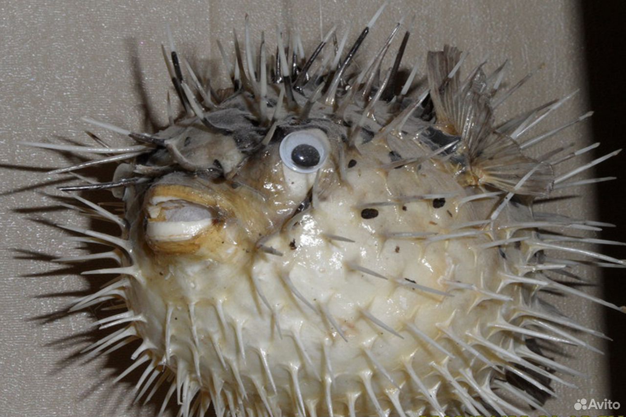 Ёж морской чучело