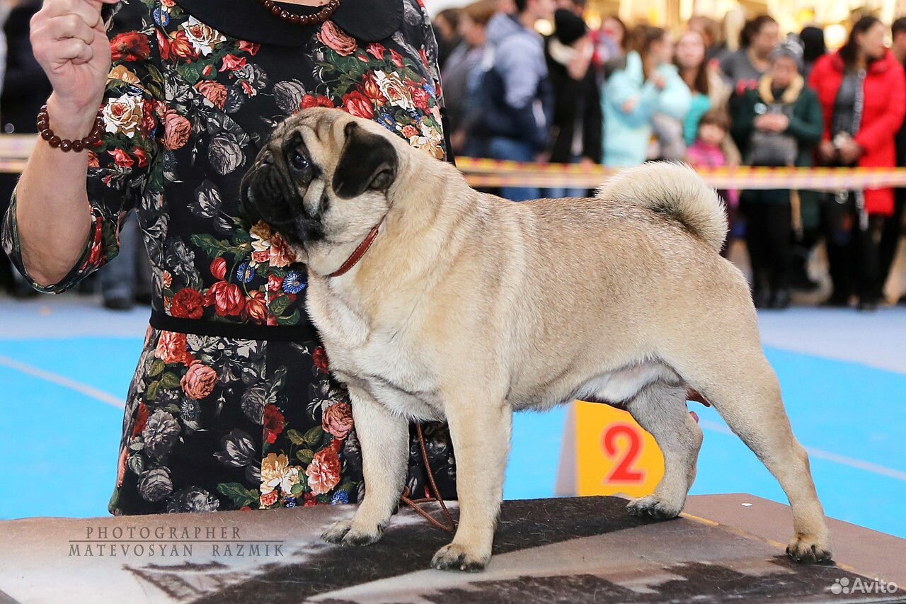 Мопс. Вязка