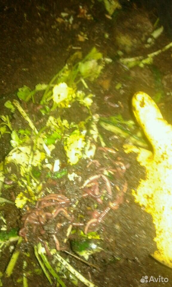 Черви Старатель