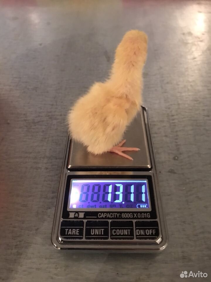 Суточный перепел