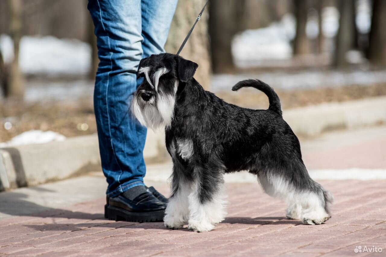 Щенки цвергшнауцера от Чемпиона Мира 2016