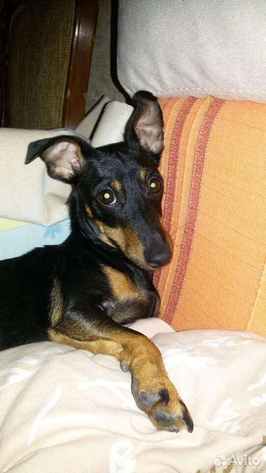 Вязка.Ищем жениха той терьера