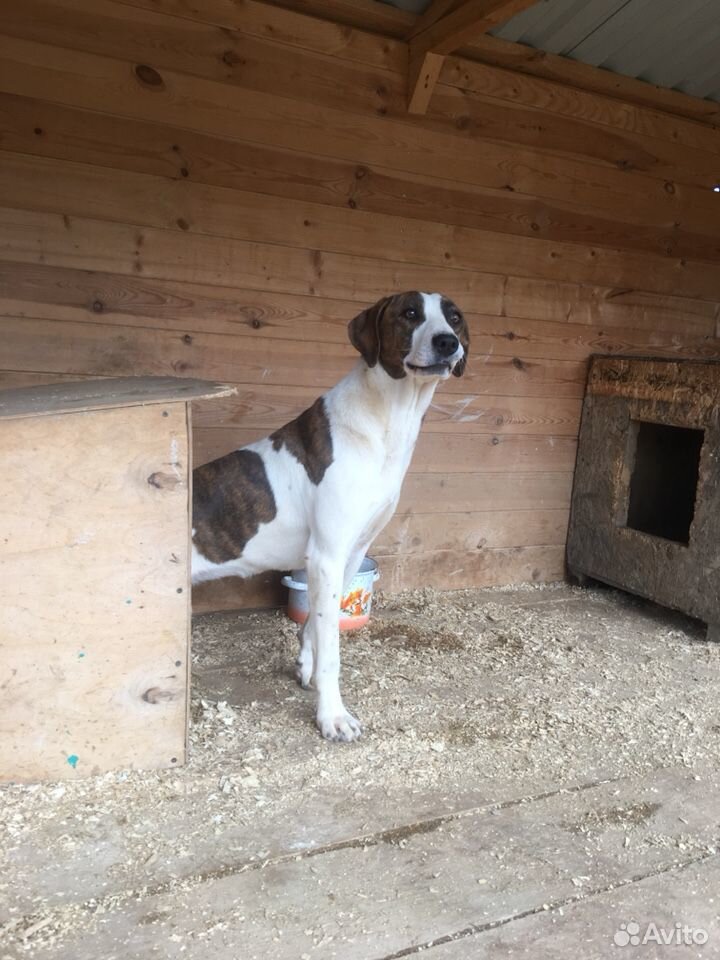 Молоденькая собака