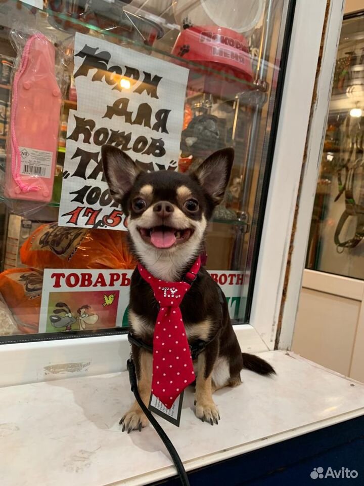 Ищем невесту