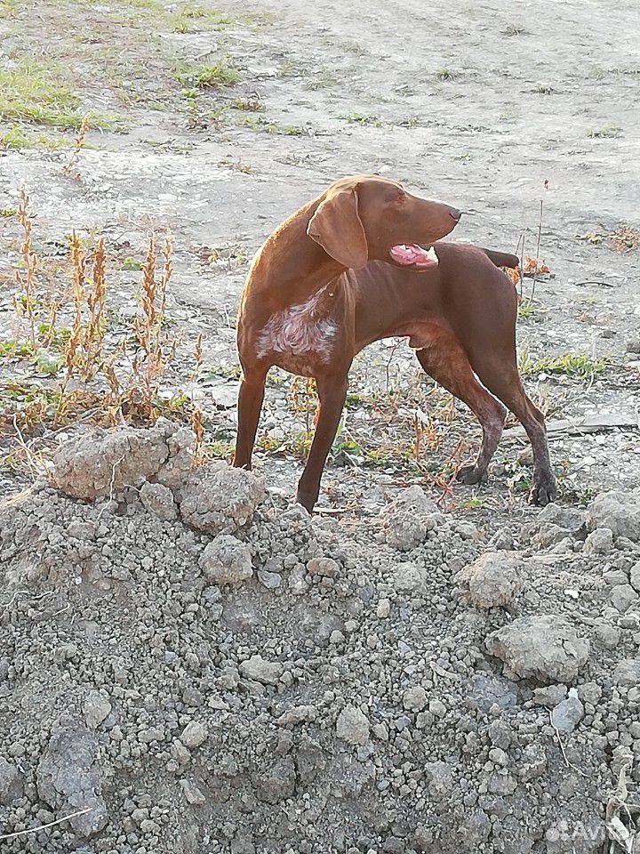 Вязка курцхар