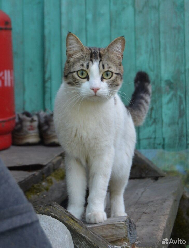 Отдам молодого котика