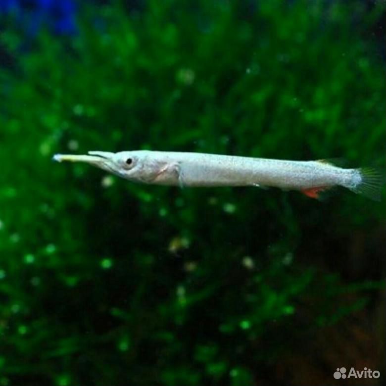 Дермогенис карликовый, Полурыл бойцовый