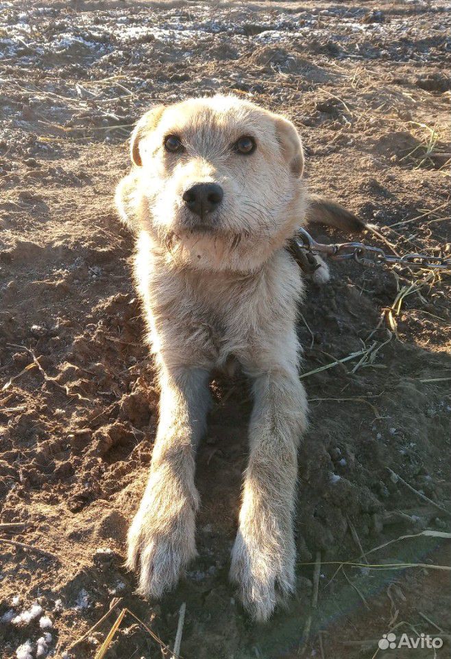 Небольшие собачки в добрые руки