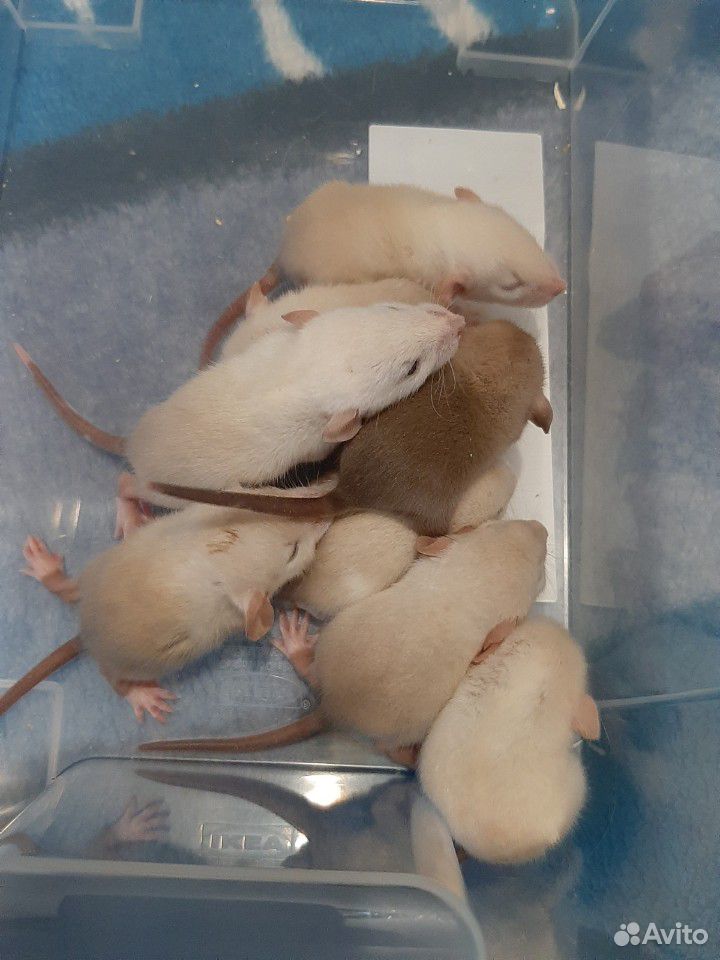 Сиамские крысята дамбо. Питомник