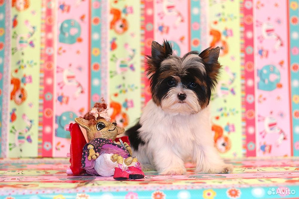 Биверёнышь