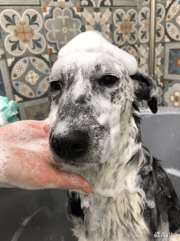 Собака в добрые ручки